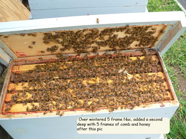 making overwintering nucs | Beesource Beekeeping Forums